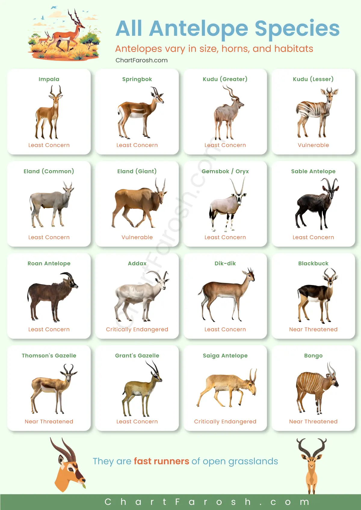 All Antelope Species List with Pictures