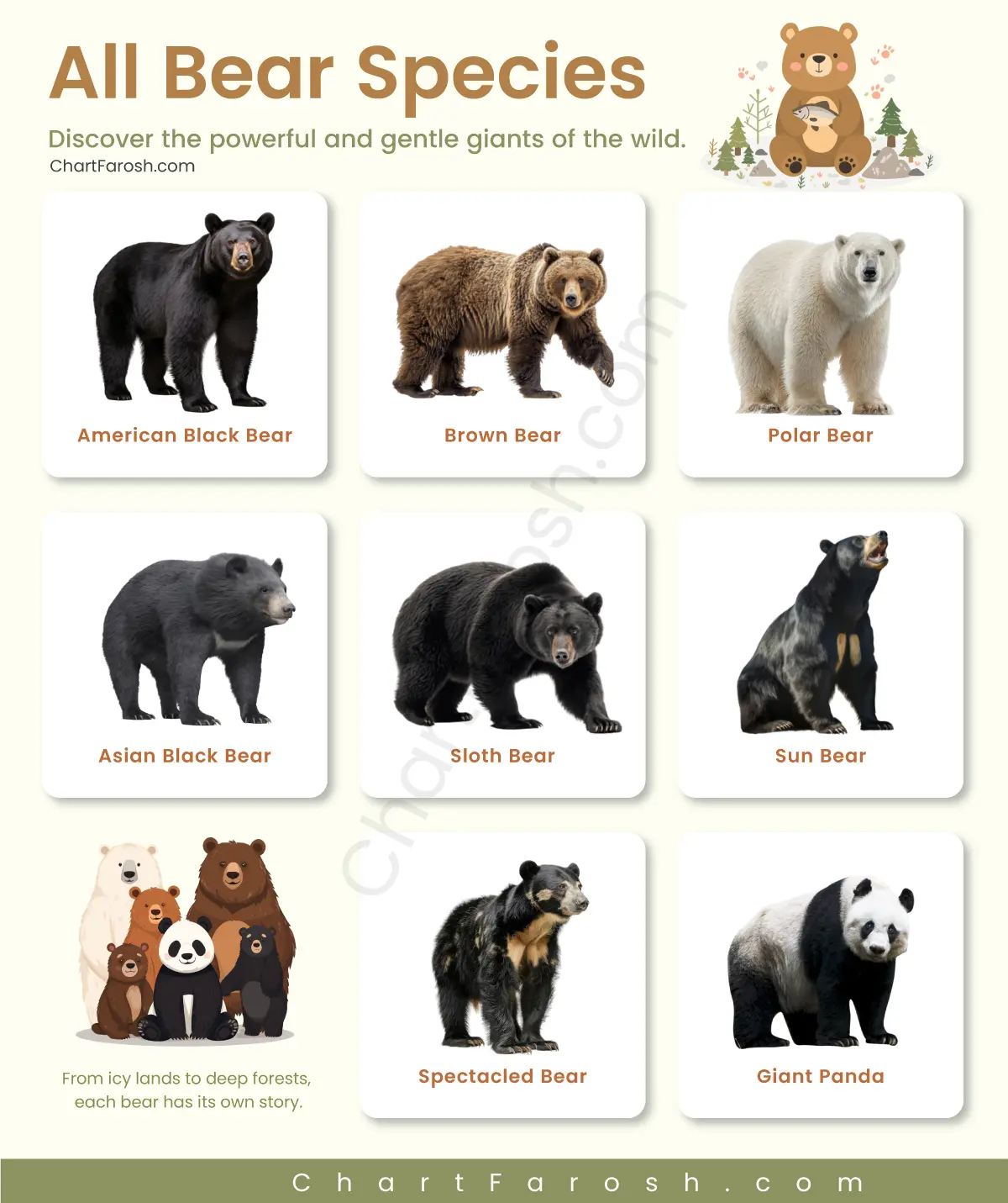 All Bear Species List with Pictures