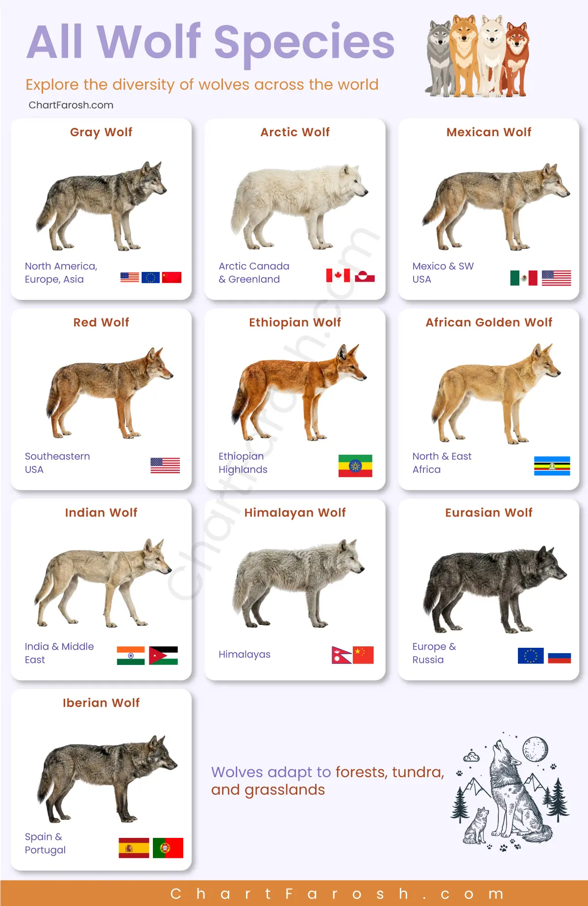 All Wolf Species list with Pictures