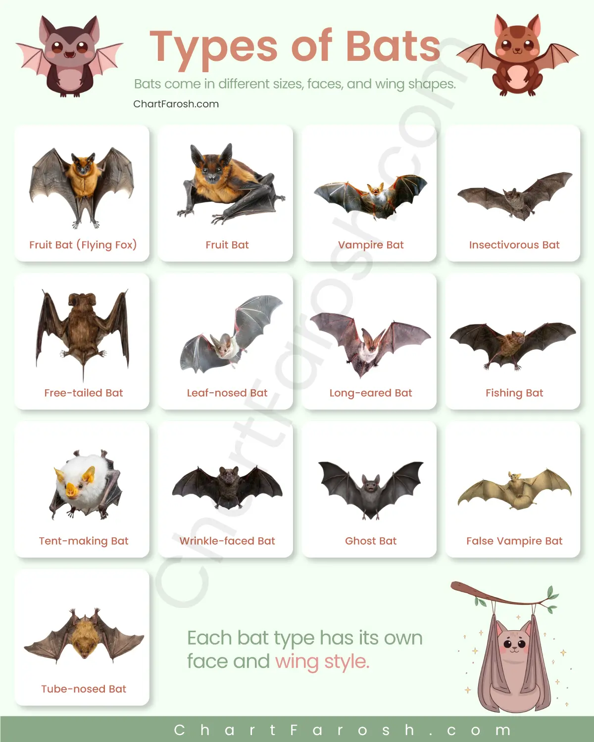 Types of Bats Chart with Pictures | Species & Facts