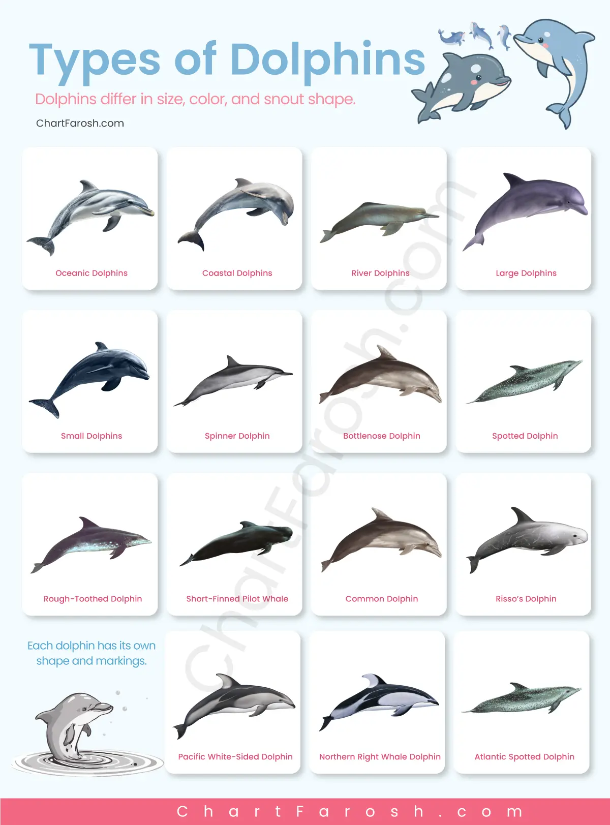 Types of Dolphins: Names, List & Pictures | All Species