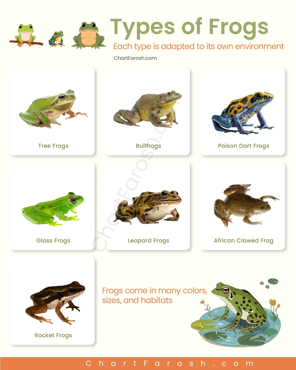 Types of Frogs with Pictures | Most Common Frog Species Worldwide