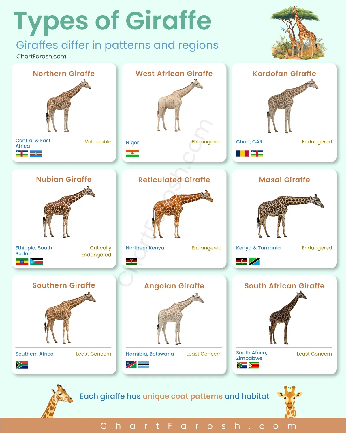 Types of Giraffes List with Pictures