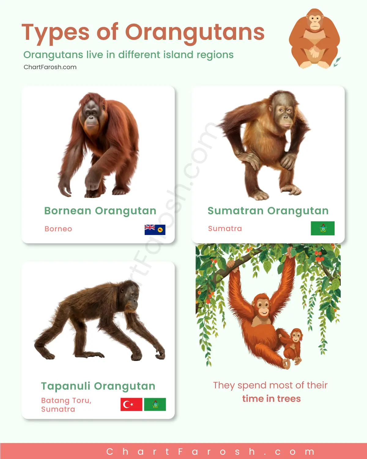 Types of Orangutans List with Pictures