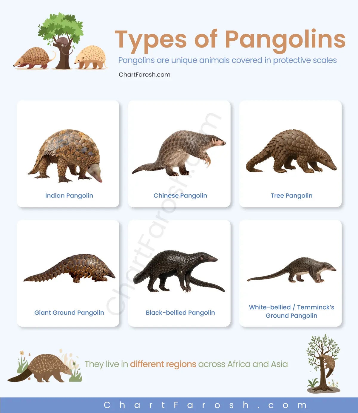 Types of Pangolins | All 8 Species With Facts & Photos