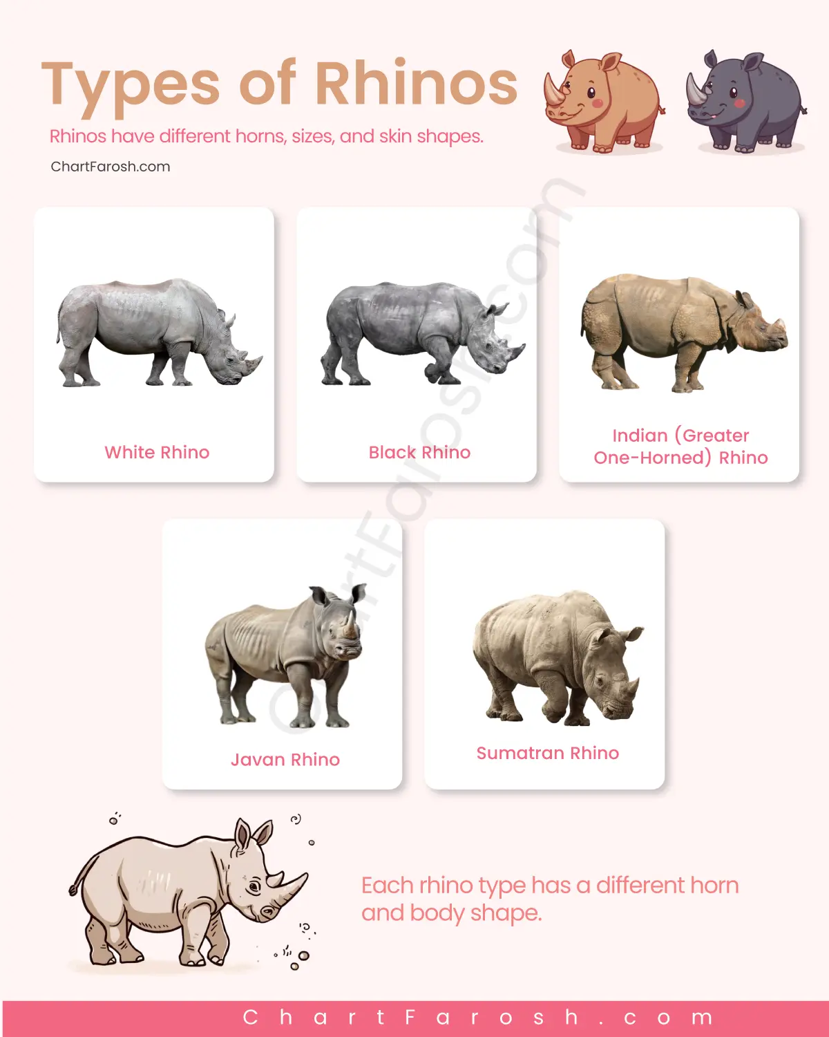 Types of Rhinos Chart with Pictures | All 5 Species