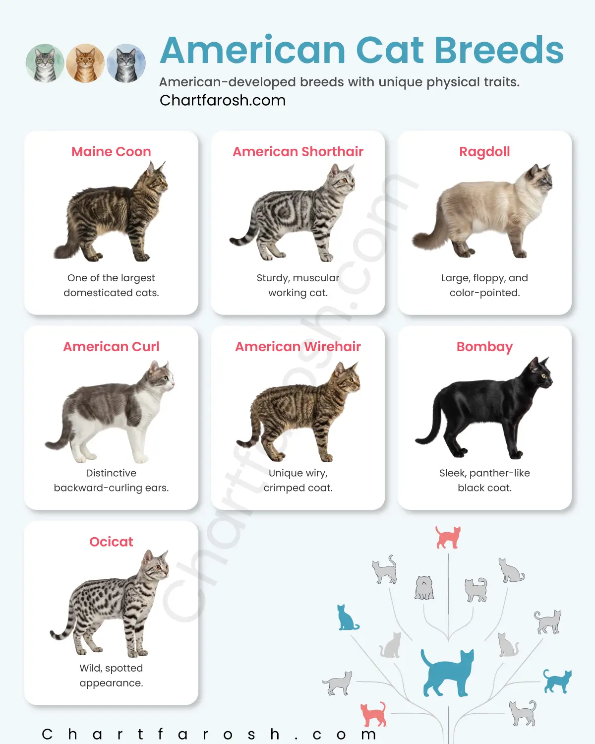 American Cat Breeds Chart: Complete Guide with Pictures