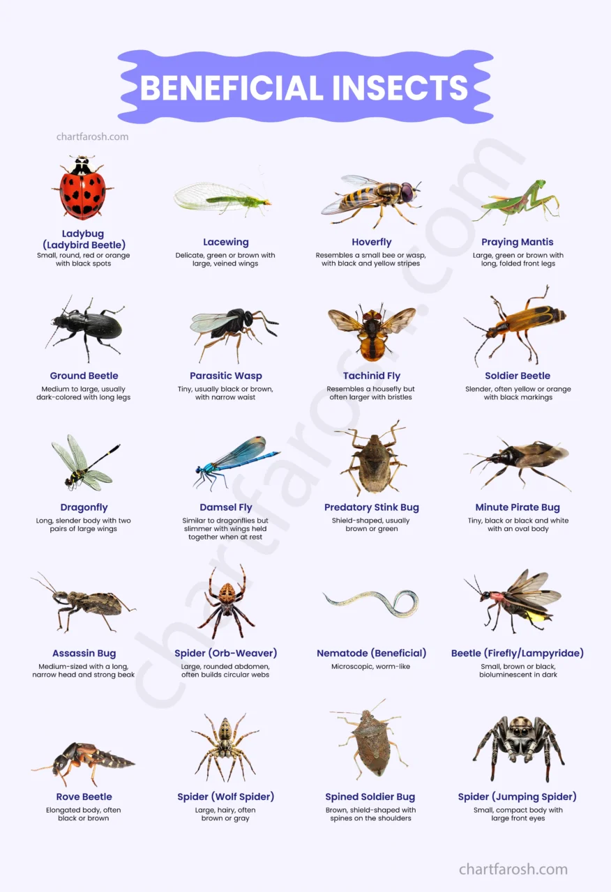 Beneficial Insects Chart | Types and List of Helpful Garden and Farm ...