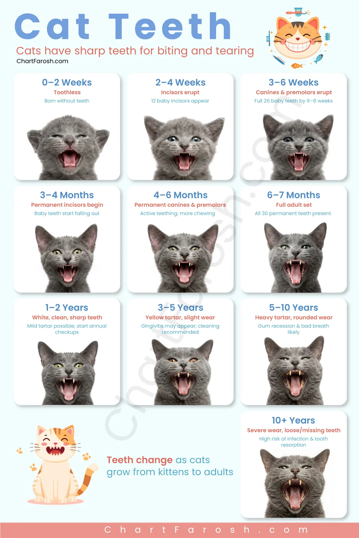 Cat Teeth Chart Age: Feline Dental Guide