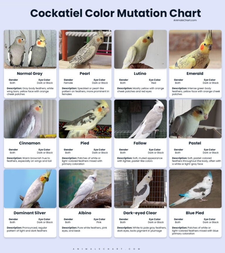 Cockatiel Color Chart by Mutation Types and Eye Color