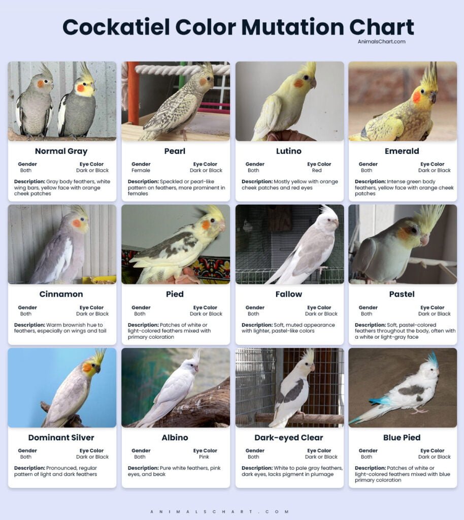Cockatiel Color Chart by Mutation Types and Eye Color