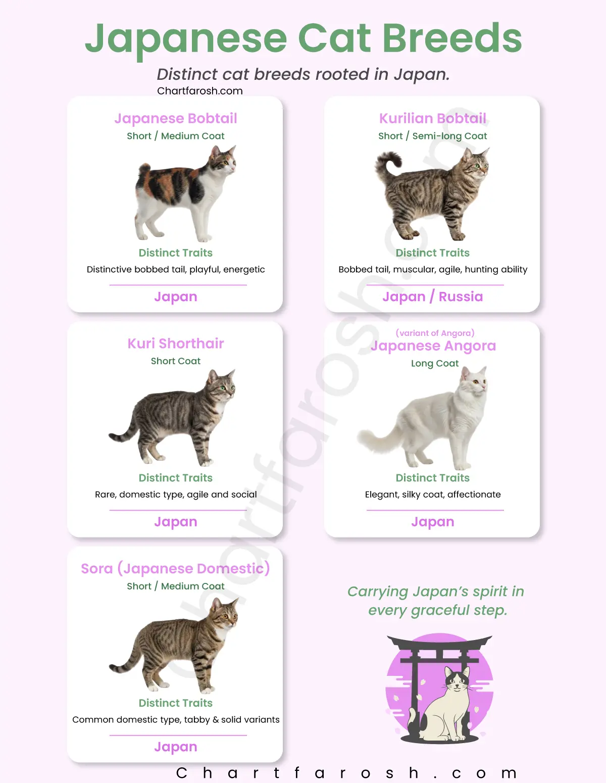 Japanese Cat Breeds: Complete List with Pictures & Personality