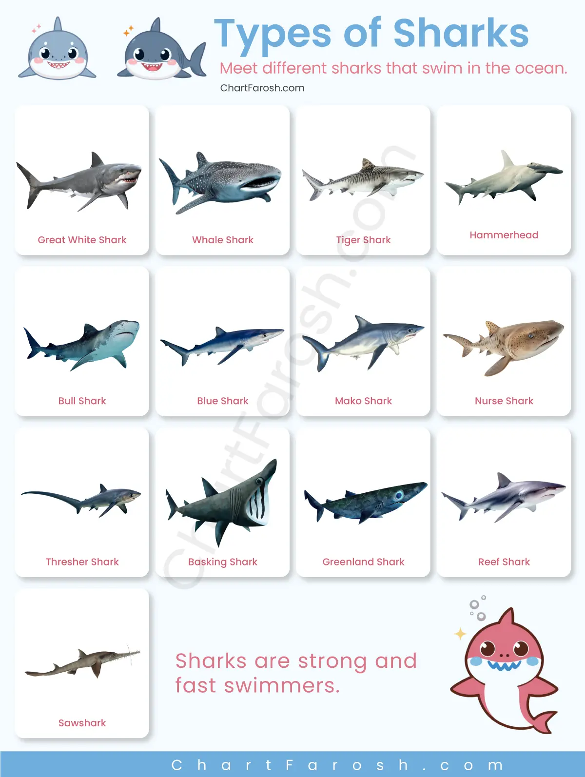 Types of Sharks List with Pictures and Names