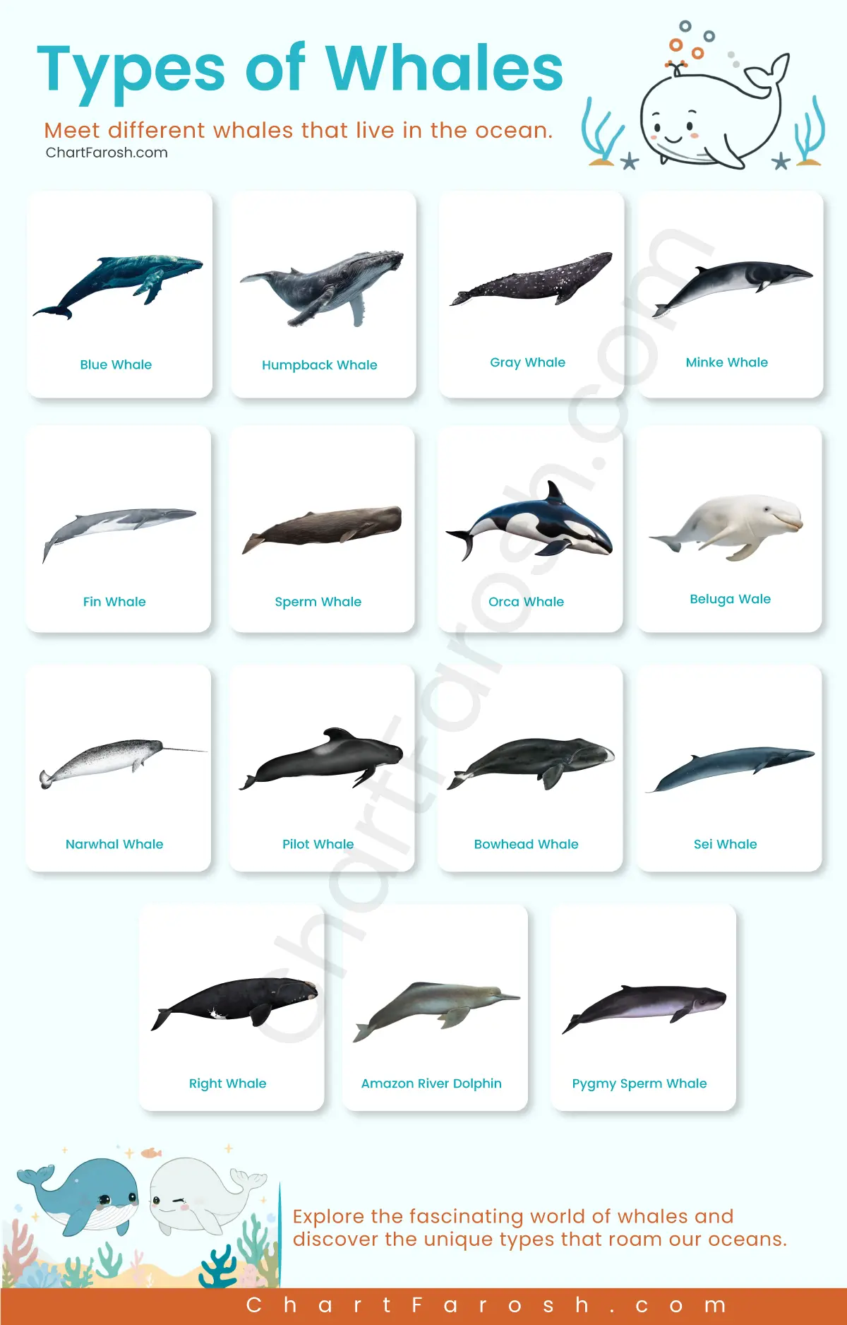 Types of Whales: Complete Species List with Pictures